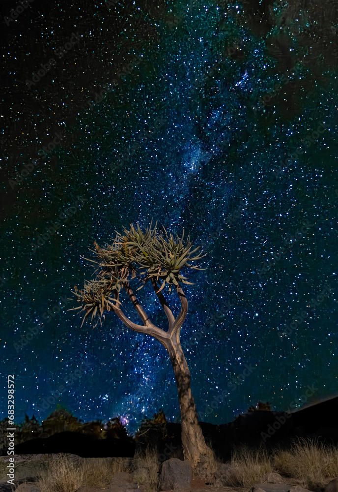 A clear starry night sky with a quiver tree in the foreground at ...