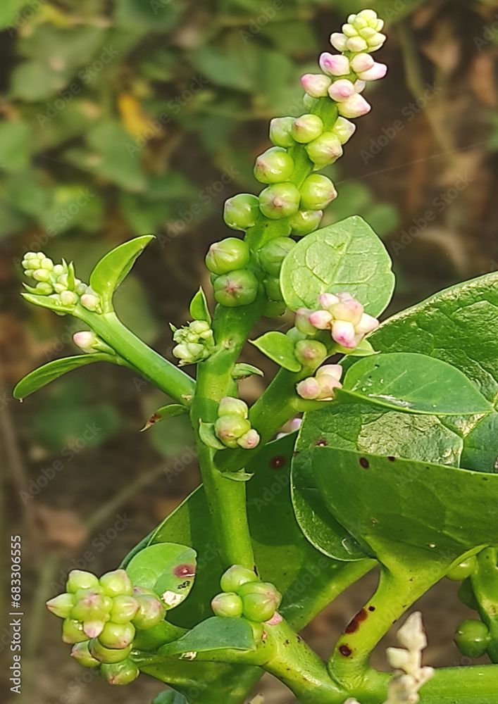 Basella Rubra in a vegetable garden, Malabar Spinach, Ceylon Spinach ...