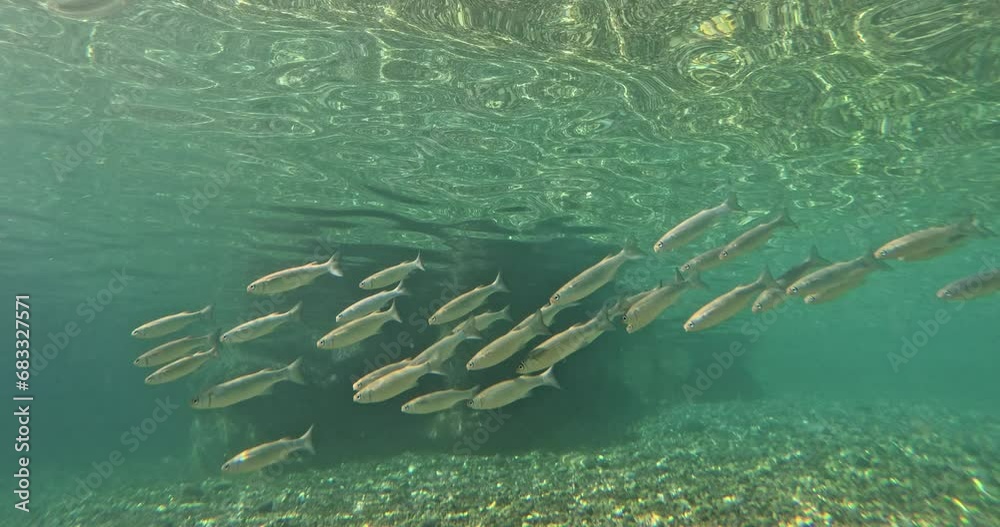 Flock of mullet underwater in its natural habitat swims synchronously ...