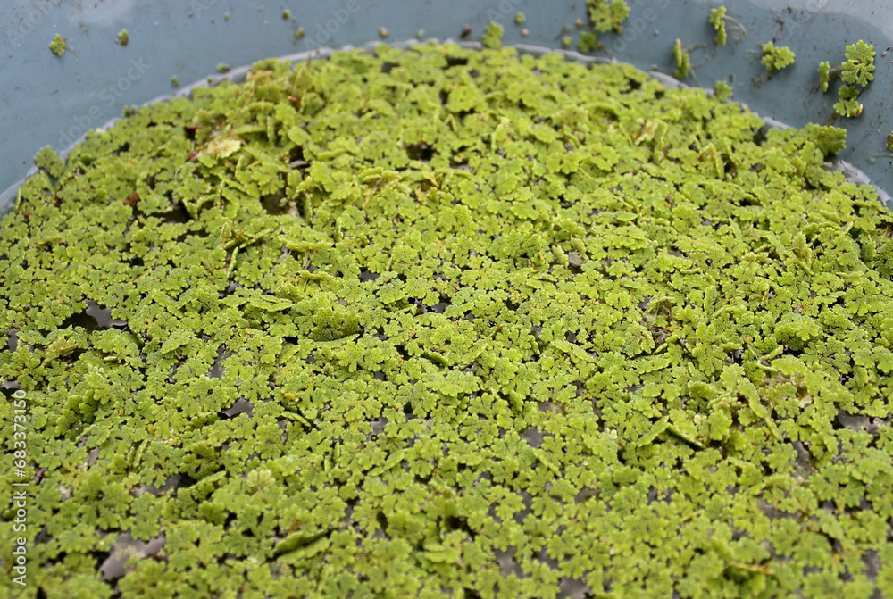 Cultivation of azolla grass or which has the Latin name Azolla ...