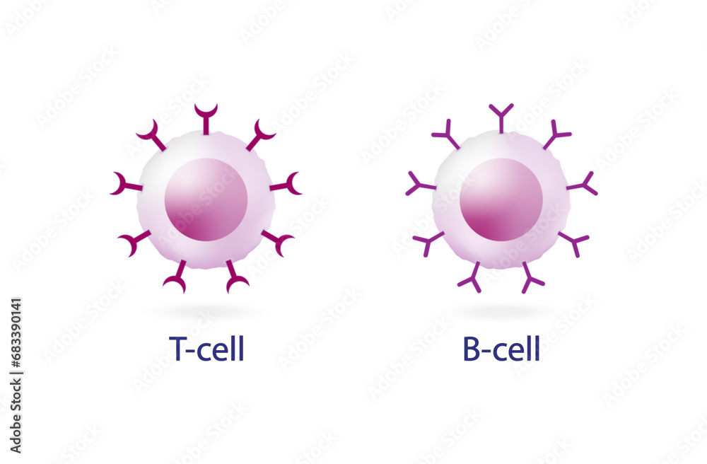 Cells of adaptive immune system. T cell and B cell. T- lymphocyte and B-lymphocyte. Vector ...