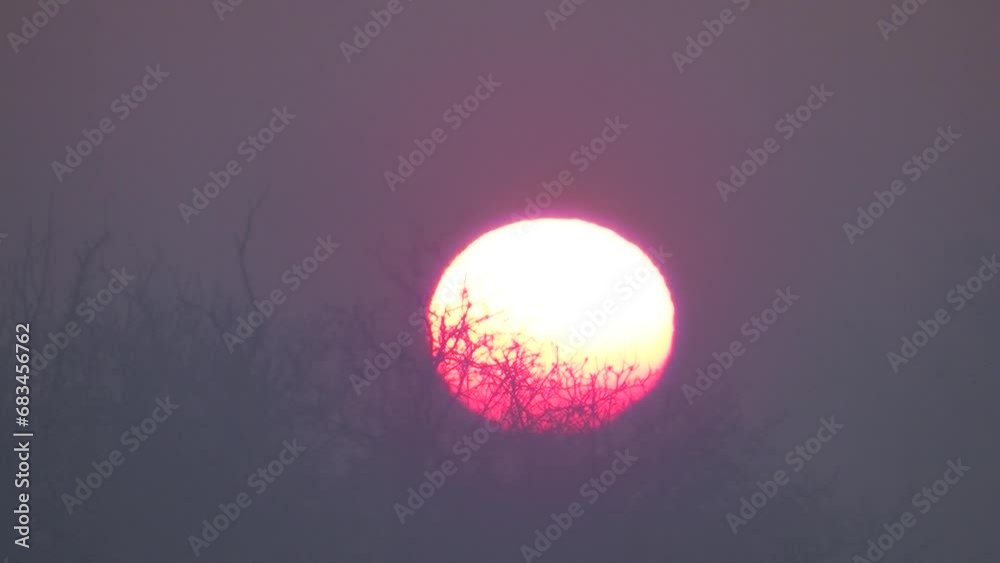 Misty grey sky, branches of trees, red sunrise and sun disc with ...