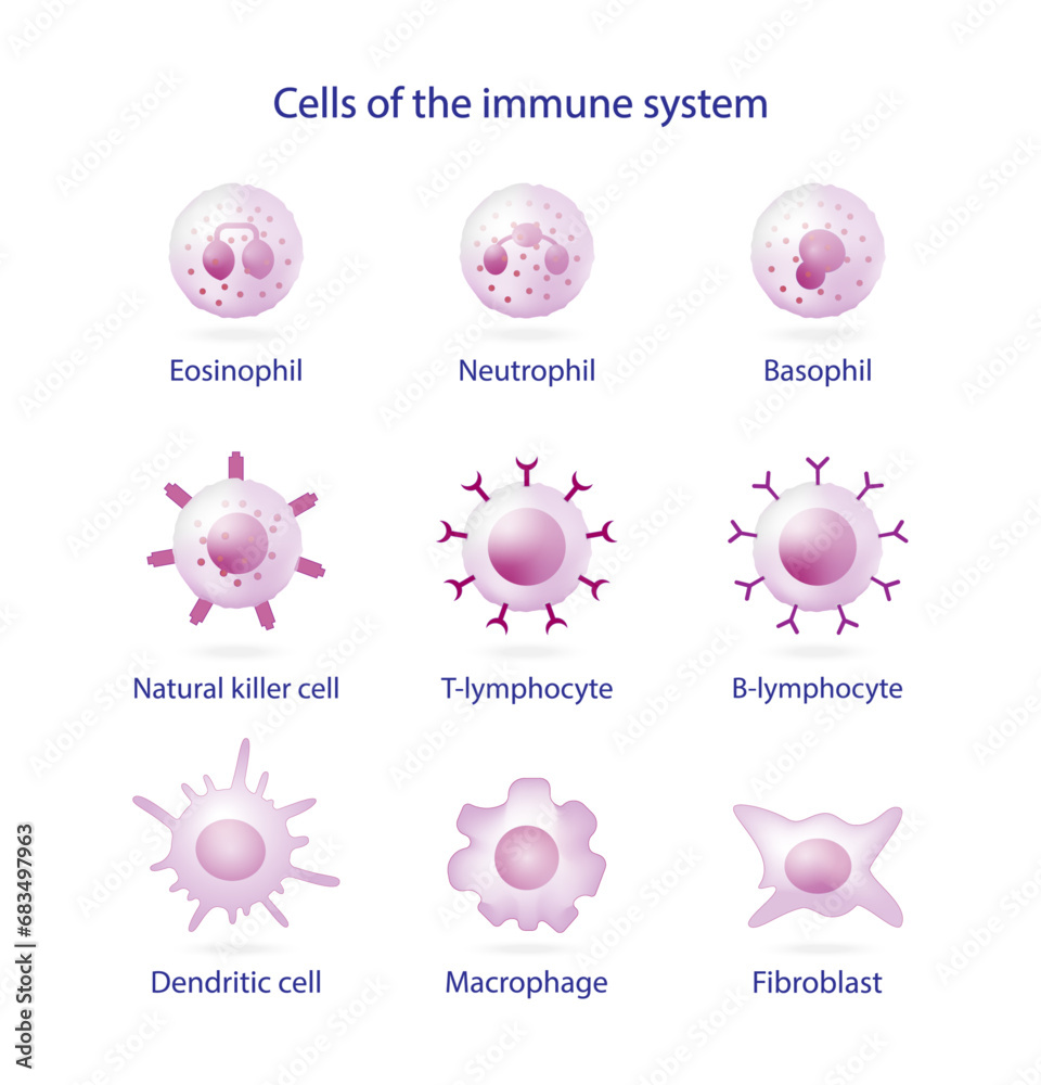 Cells of the innate and adaptive immune system, Hematopoiesis cell type scheme, stem cell, B and ...