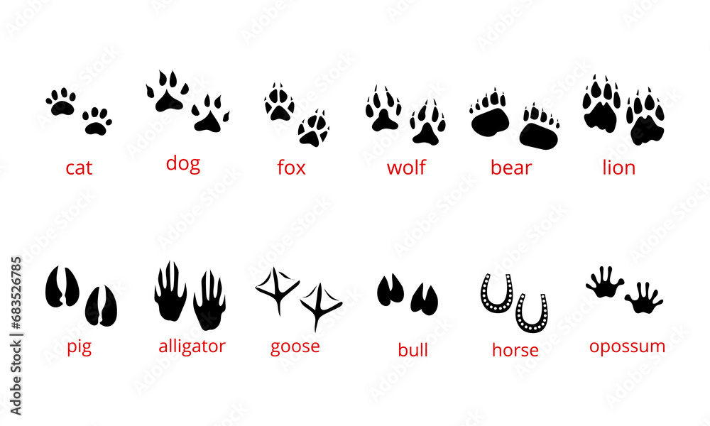 traces, paws and legs of an animal. paws of animals containing traces ...