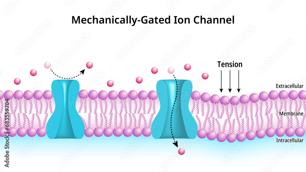 Mechanically Gated Ion Channels - Membrane Transport - Transmembrane ...