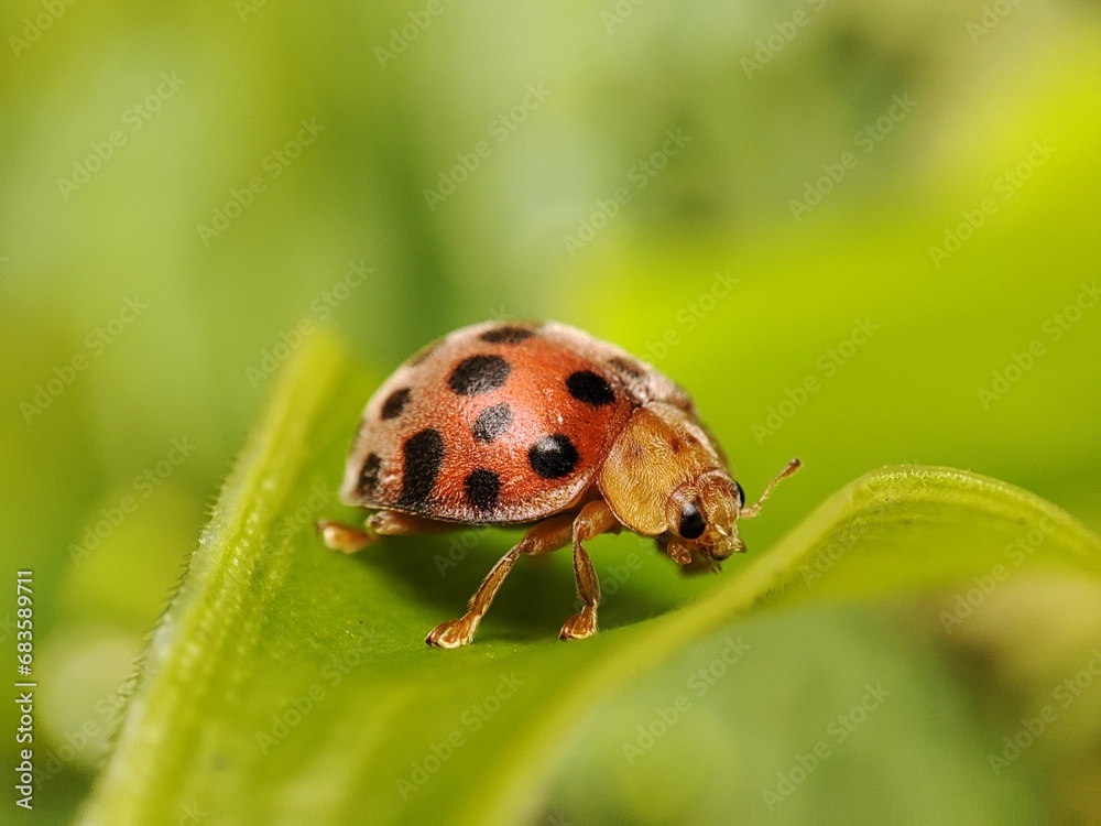 Side view of lady bug, Henosepilachna vigintioctopunctata, rest on the ...