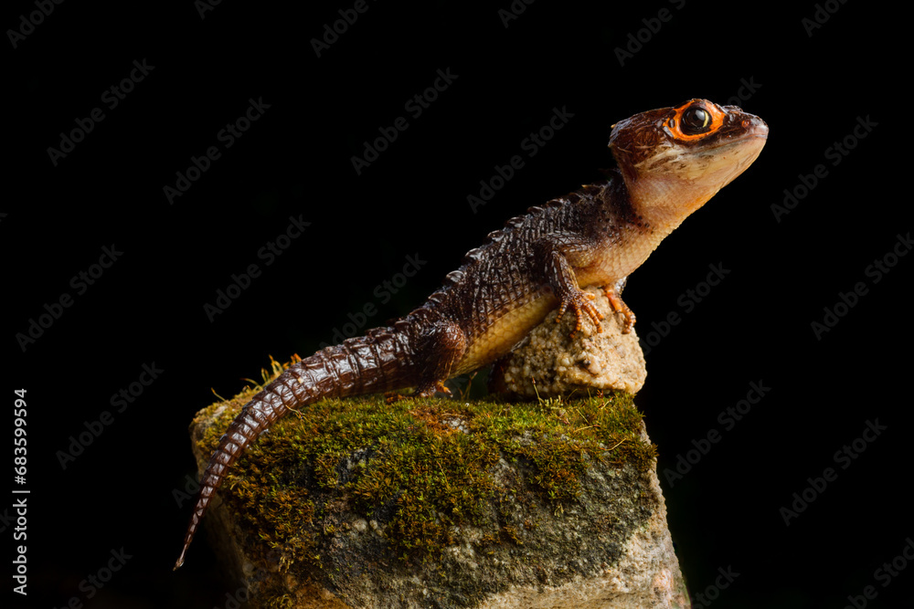 Red eyed crocodile skink (Tribolonotus Gracilis) animal closeup, kadal ...