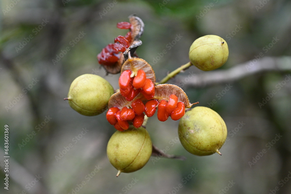Japanese tobira / Cheesewood ( Pittosporum tobira ) fruits and seeds ...