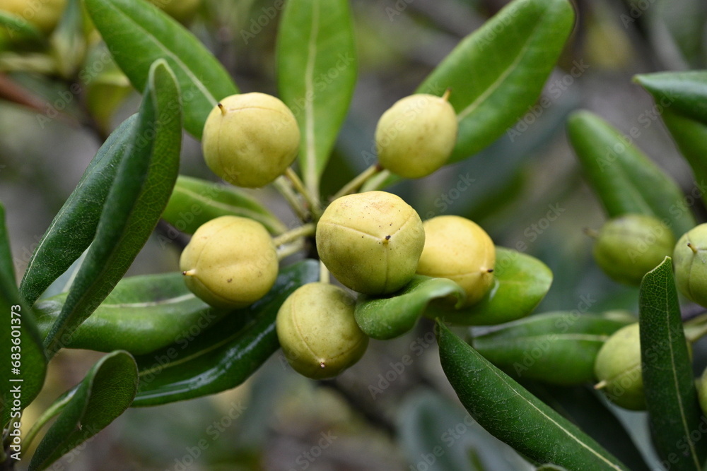 Japanese tobira / Cheesewood ( Pittosporum tobira ) fruits and seeds ...