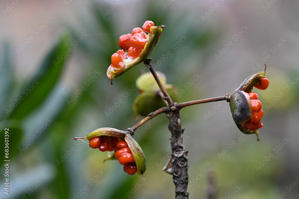 Japanese tobira / Cheesewood ( Pittosporum tobira ) fruits and seeds ...
