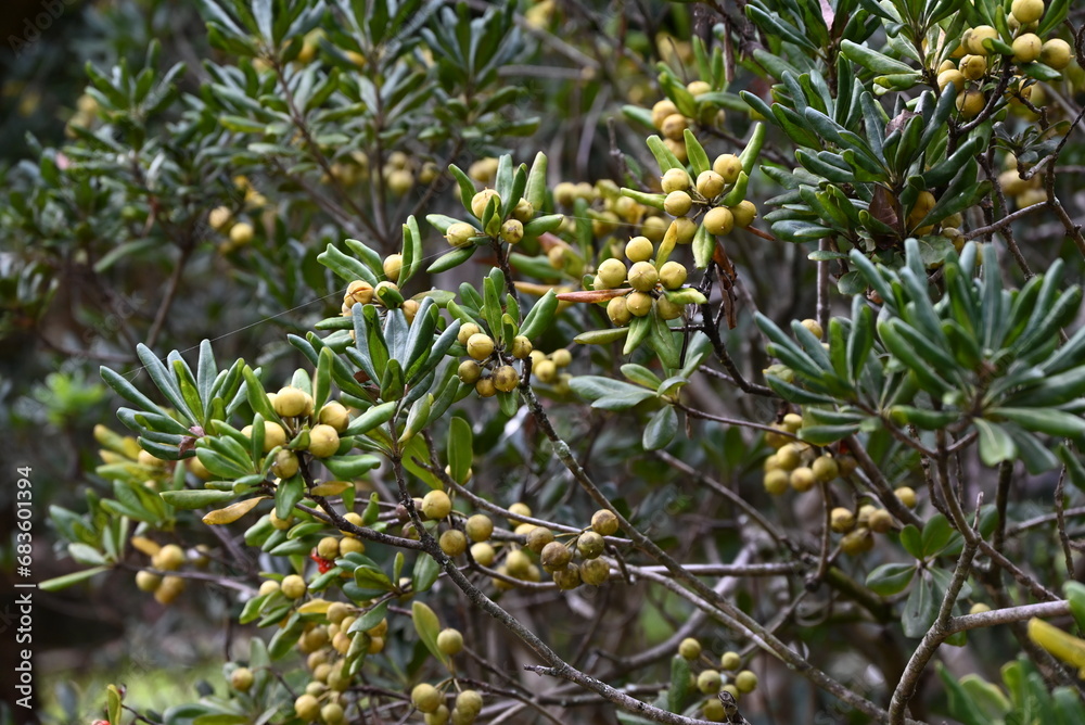 Japanese tobira / Cheesewood ( Pittosporum tobira ) fruits and seeds ...