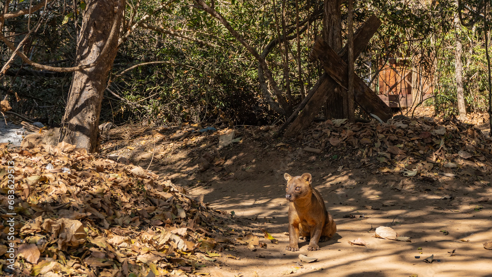 A unique fossa, endemic to Madagascar, sits on a dirt path in the ...