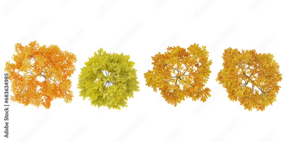 set of Maple,Silver wattle,Autumn tress rendered from the top view, 3D ...