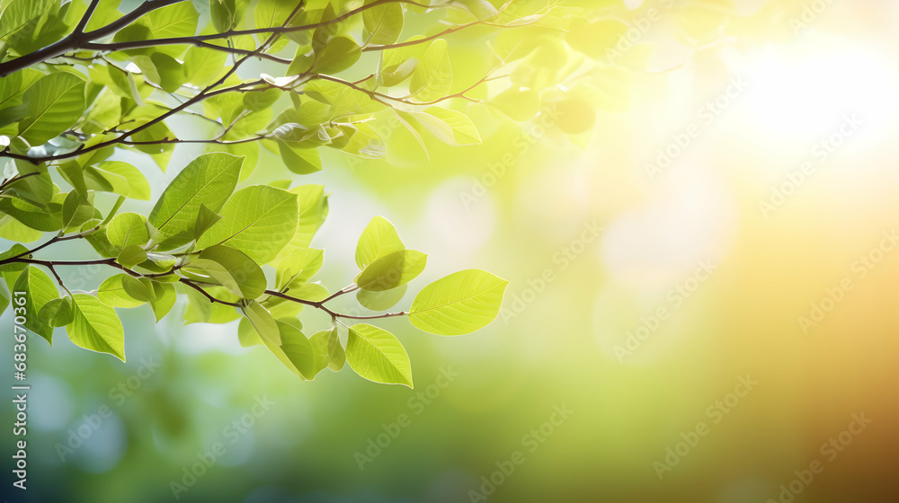 Spring background with green twigs, sunlight and sun rays, panorama ...