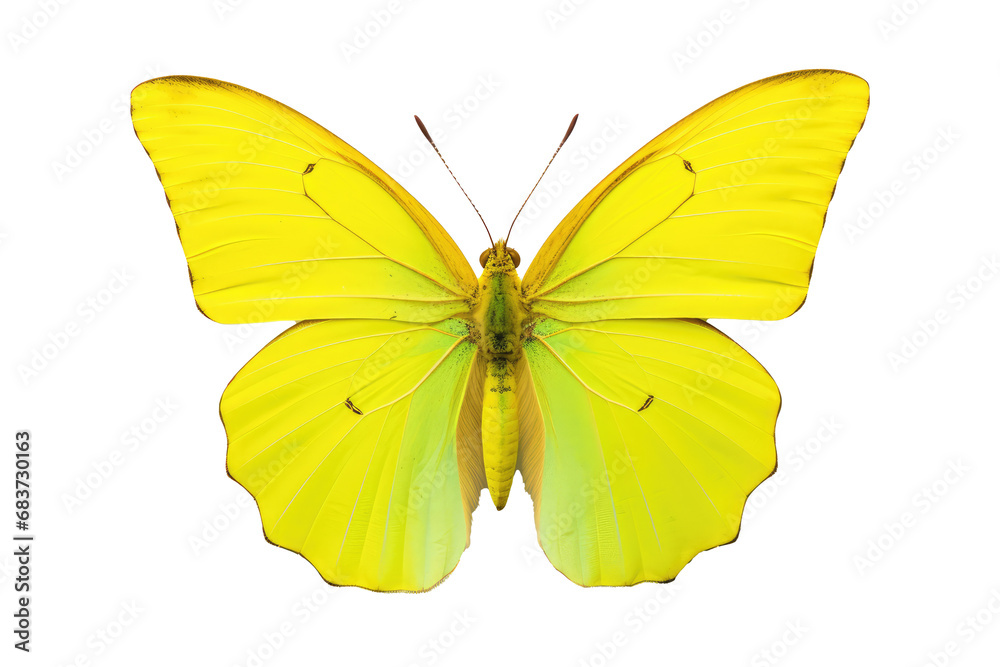 Beautiful butterfly in full body close-up portrait, flying butterfly ...