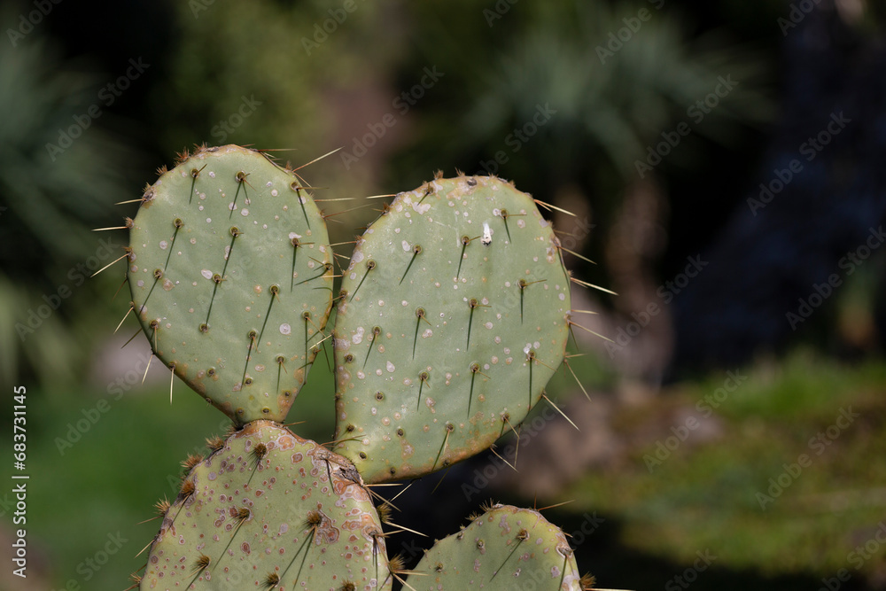 Close up Prickly pear, also called Nopal, Opuntia ficus-indica, Indian ...