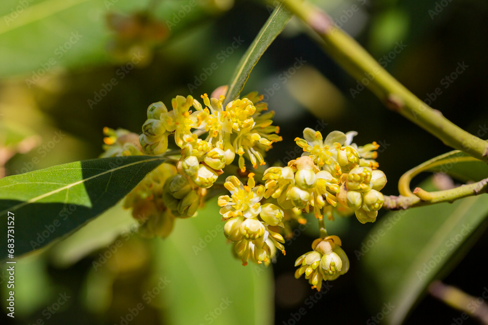 The laurel is noble with yellow flowers in spring. Greek laurel or ...