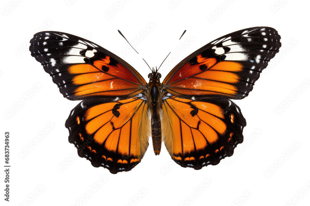 Vakker sommerfugl i nærbildeportrett av hele kroppen, flygende sommerfugl med gjennomsiktig ...