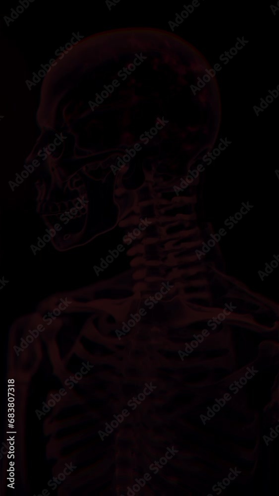 human skull skeleton and spine x-ray animation in 4K format Stock Video ...