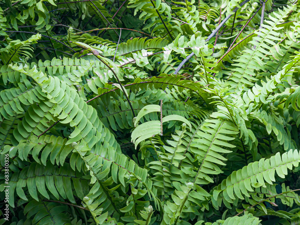 Garden ornamental fern - Nephrolepis cordifolia. Family ...