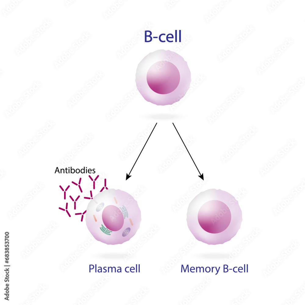 B-cell leukocytes. Plasma cell and memory B cell. b cell ... B-cell leukocytes. Plasma cell and memory B cell. b cell ...