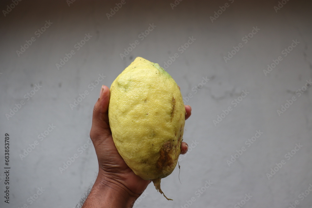 Big lime with many health benefits held in the hand on its ripen stage ...