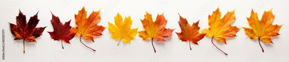 Explore the Stunning Spectrum of Maple Leaves: Nature's Color Palette ...