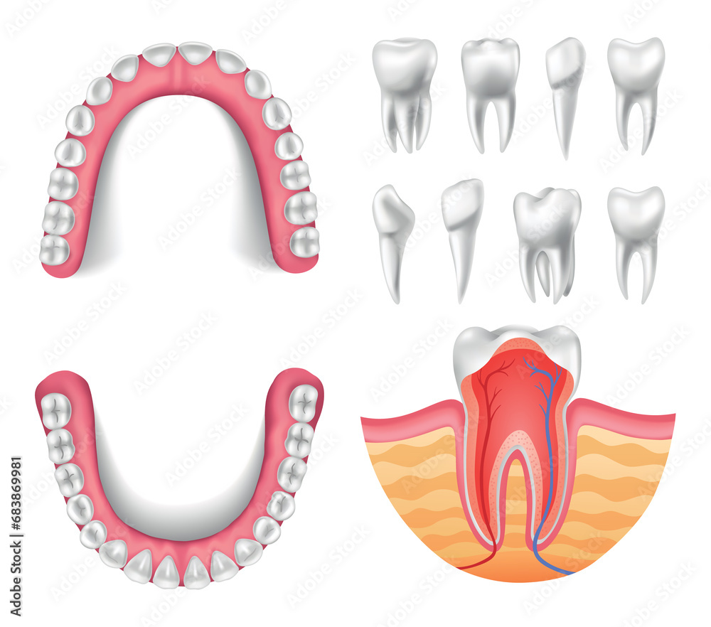 Tooth anatomy, cross section, jaw sweep anatomical chart. Medical ...
