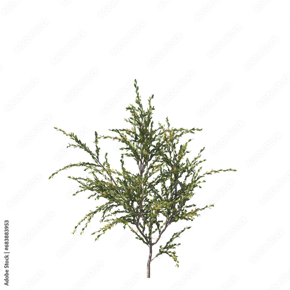 Acacia paradoxa, kangaroo acacia, kangaroo thorn, prickly wattle, hedge ...