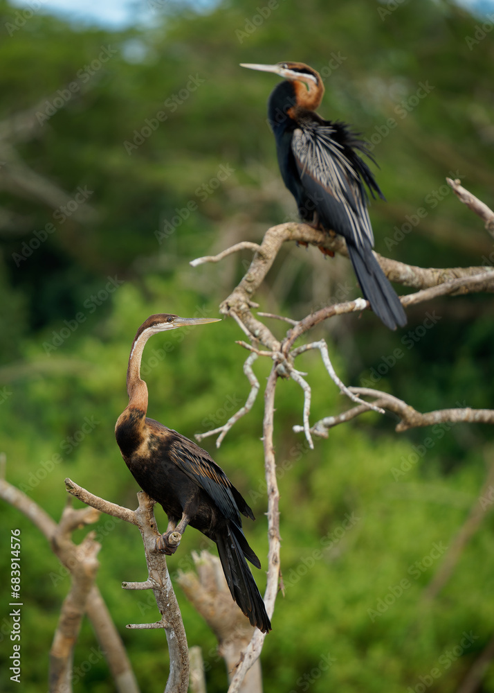 African Darter - Anhinga rufa also snakebird, water bird of sub-Saharan ...