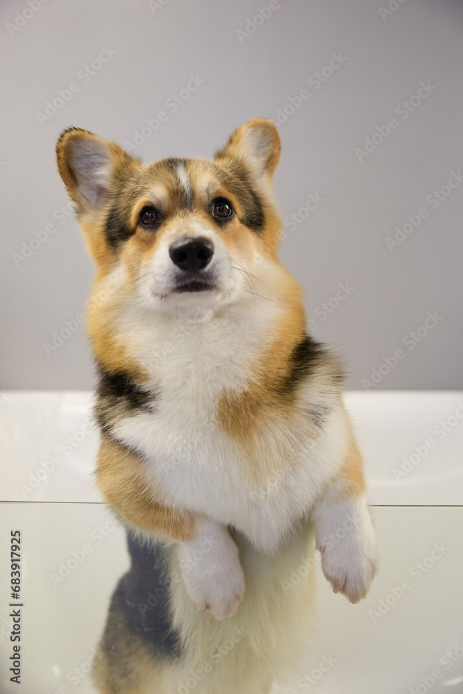Corgi dog in a bath at pet grooming salon. Cute Pembroke Welsh Corgi ...