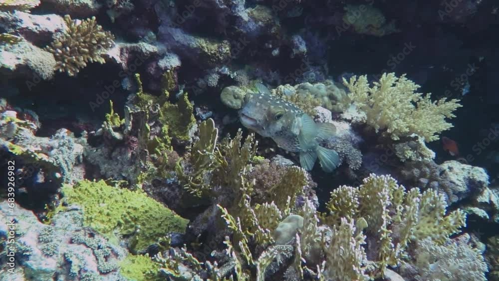 Vidéo Stock Seascape with marine life, underwater video from scuba ...