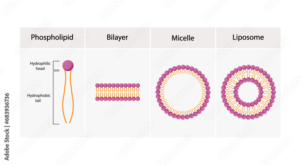 Liposome, Micelle and bilayer structure. Phospholipid structure with hydrophilic head and ...