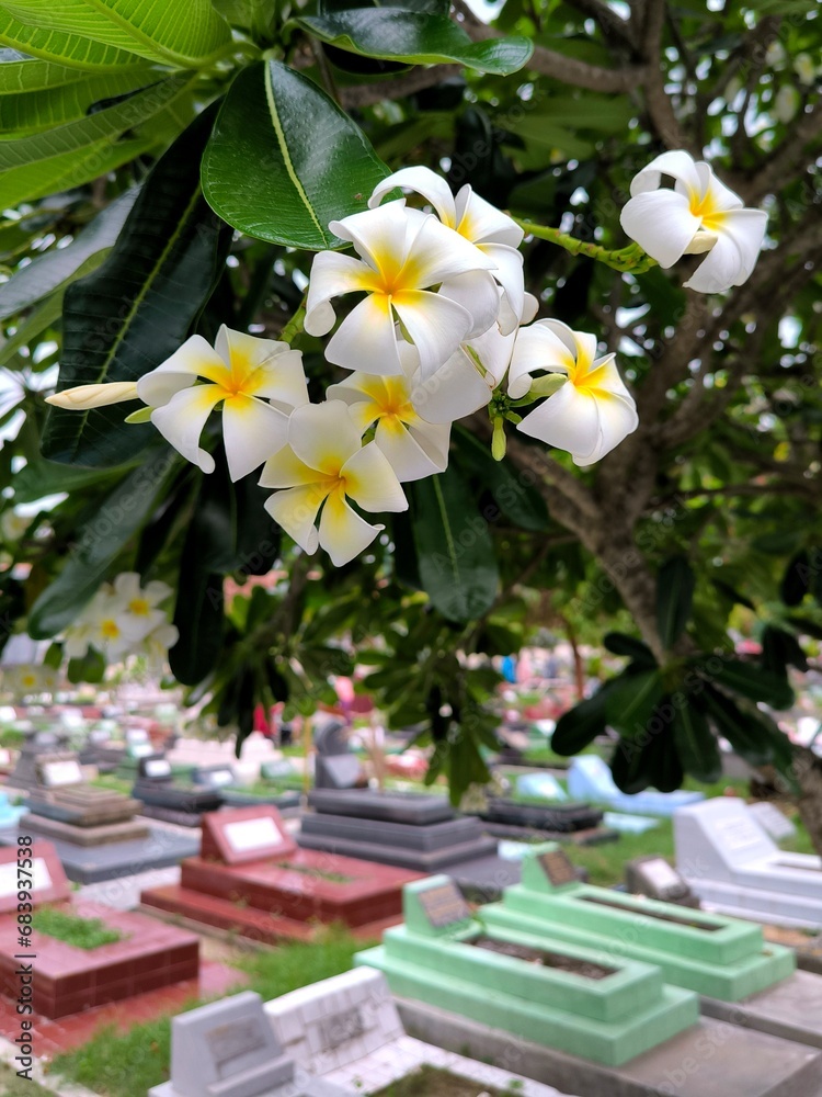 The Semboja or Cambodian Flower or Frangipani or Plumeria rubra is a ...