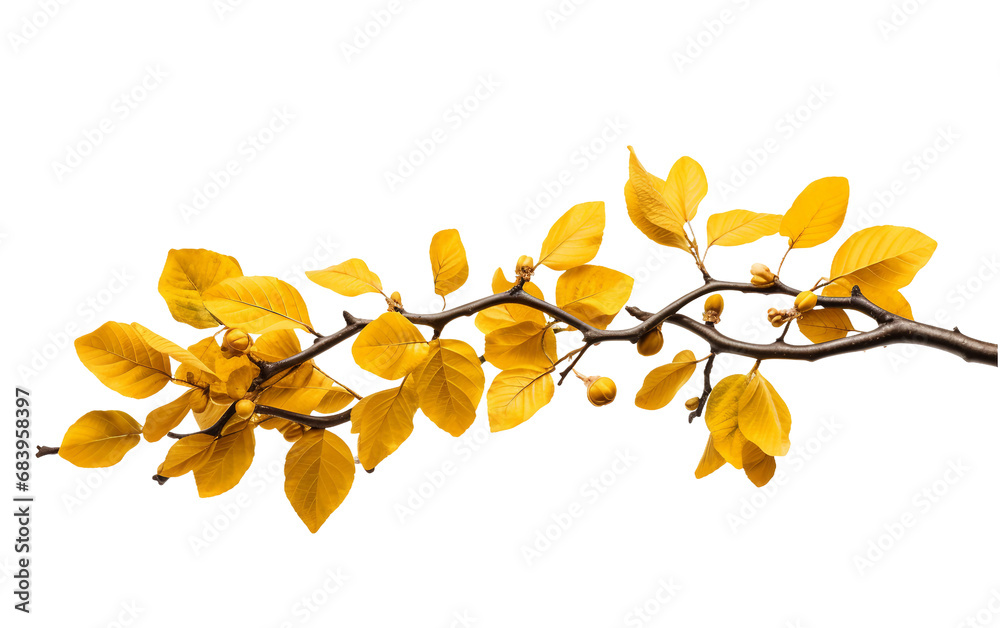 Osage Orange Tree Branch isolated on transparent Background Stock Photo ...