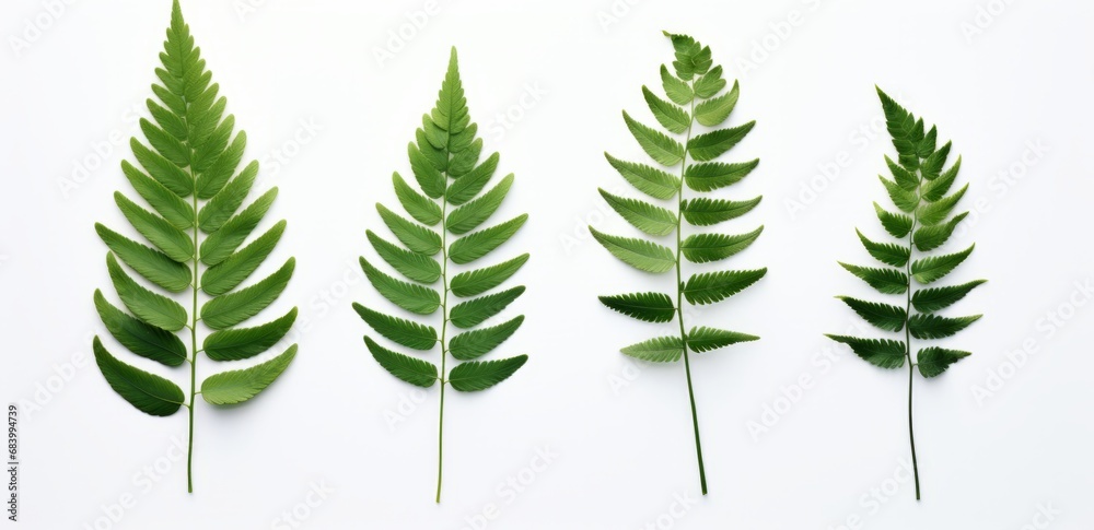 Explore the Stunning Diversity: A Close Look at Four Different Fern ...