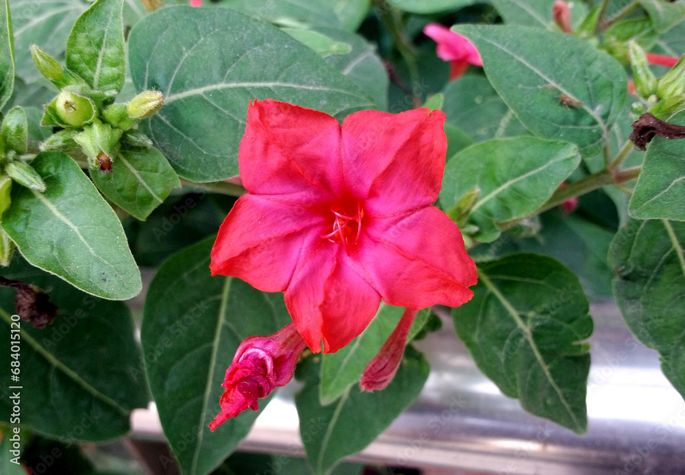 Mirabilis jalapa Marvel of Peru – strongly scented funnel-shaped deep ...
