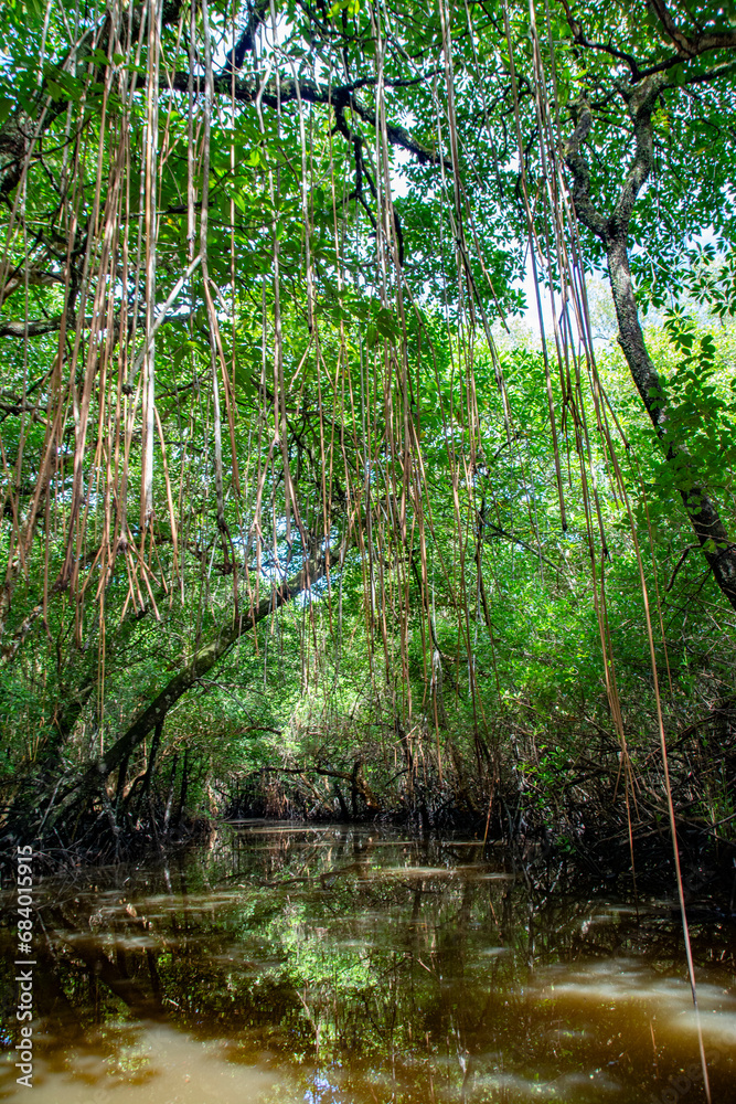 Mangrove forest and jungle river cruise, Ngerbekuu Nature Reserve ...