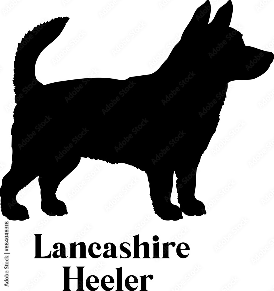 Lancashire Heeler Dog silhouette dog breeds logo dog monogram logo dog ...