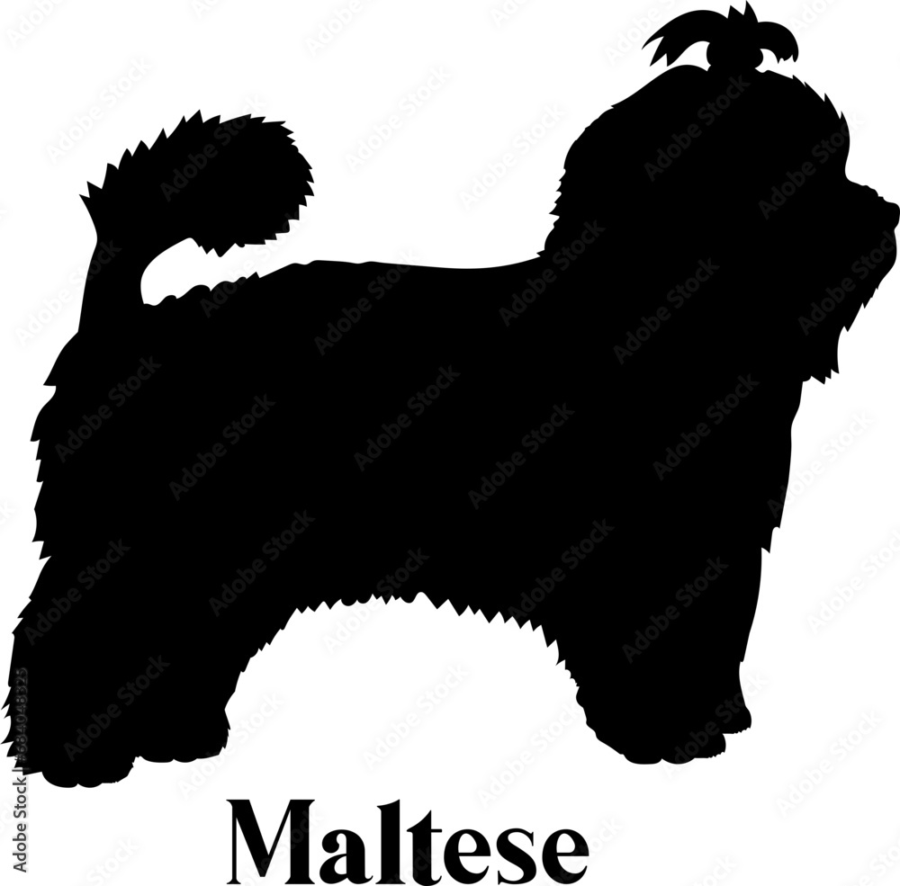 Vetor de Maltese Dog silhouette dog breeds logo dog monogram logo dog ...