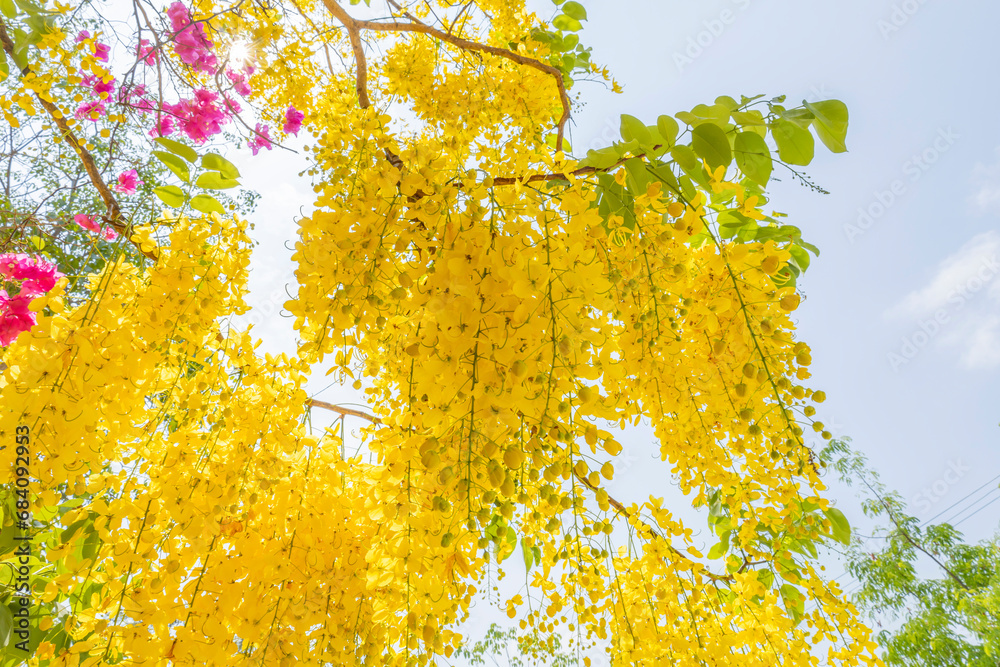 Golden Shower, Cassia Fistula, Purging Cassia, Indian Laburnum, or Pudding-Pipe Tree. Southeast ...