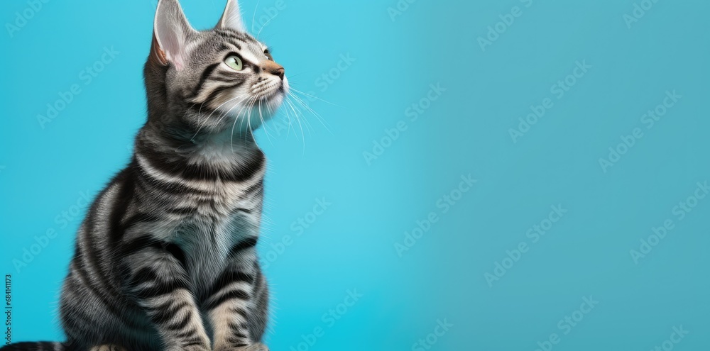 Sharp-focused tabby cat with wide-open, alert eyes against a light ...
