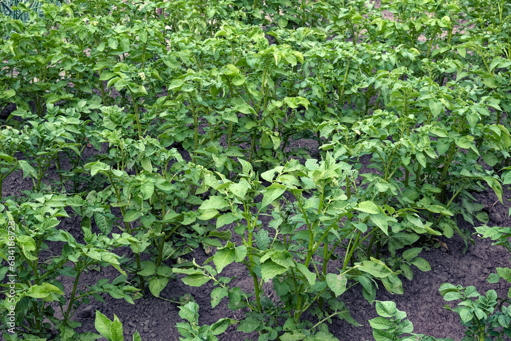 This image shows a close-up of a potato plant field with vibrant green ...