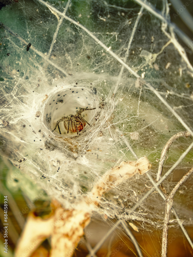 The image shows a close-up of a spider web with a red and black spider ...