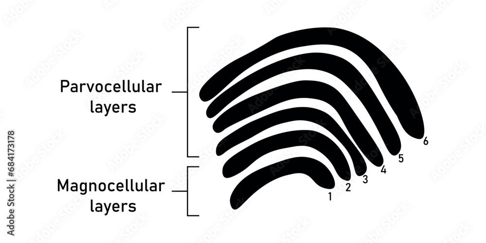 Poster Six layers in the lateral geniculate nucleus – Wall Art | UkPosters