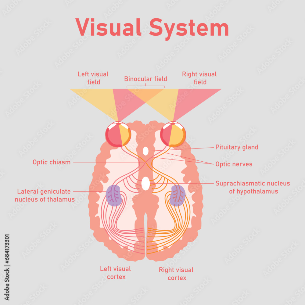 The human visual system pathway. The visual pathway from the eye to the ...