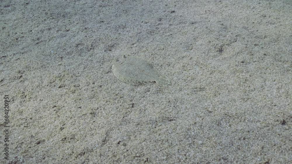 Slow motion, Flounder fish swimming on sand seabed. Wide-eyed Flounder ...