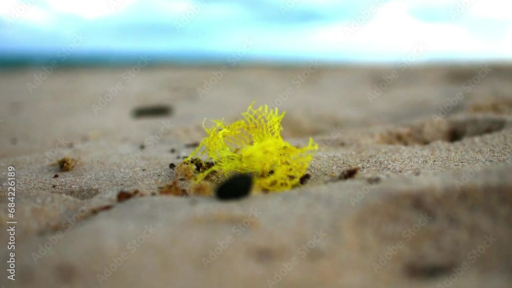 Yellow Plastic Mesh/Wrapper in the Sand at a Beach in Brazil with Waves ...