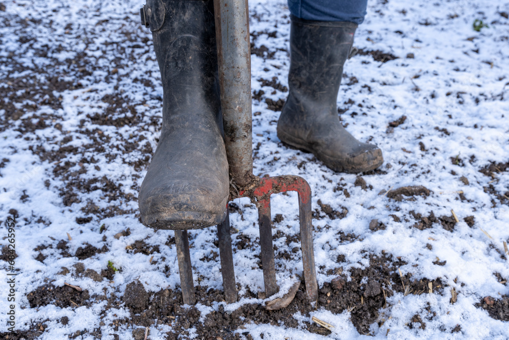 Gardener digging the earth over with a garden fork to cultivate the ...