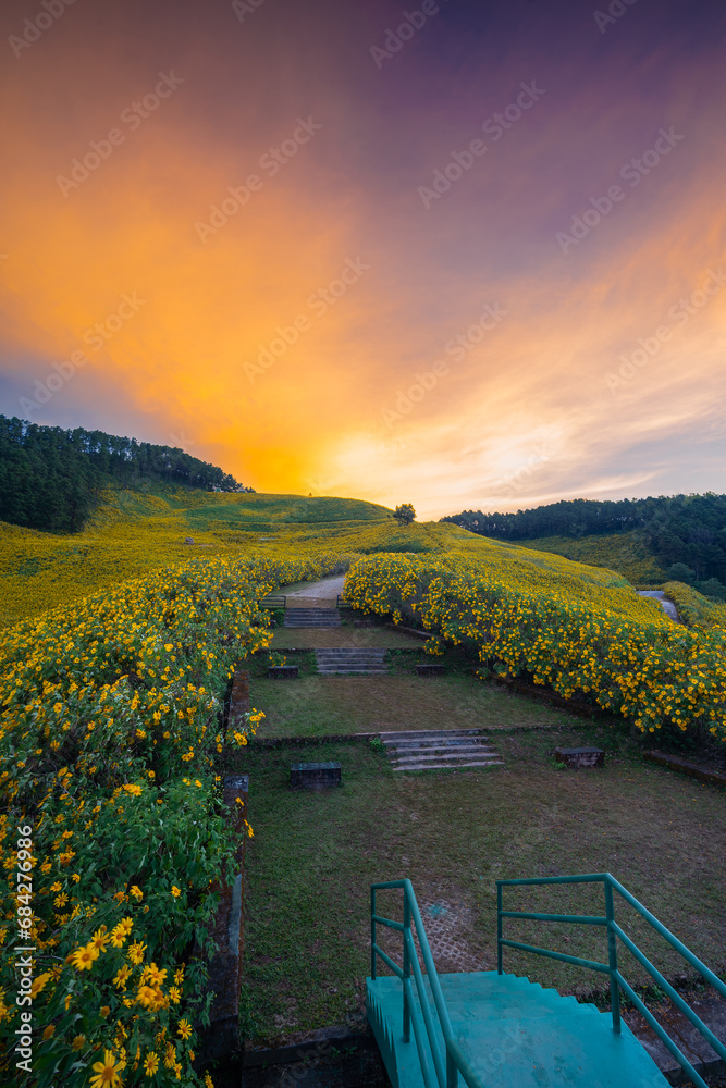 Amazing Mexican sunflowers field (Bua-thong flowers) in sunrise at Khun ...